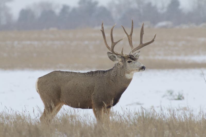 Mule Deer Buck Broadside stock photo. Image of mammal - 35800154