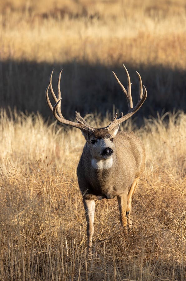 Mule Deer Buck in Colorado in Autumn Stock Photo - Image of colorado ...