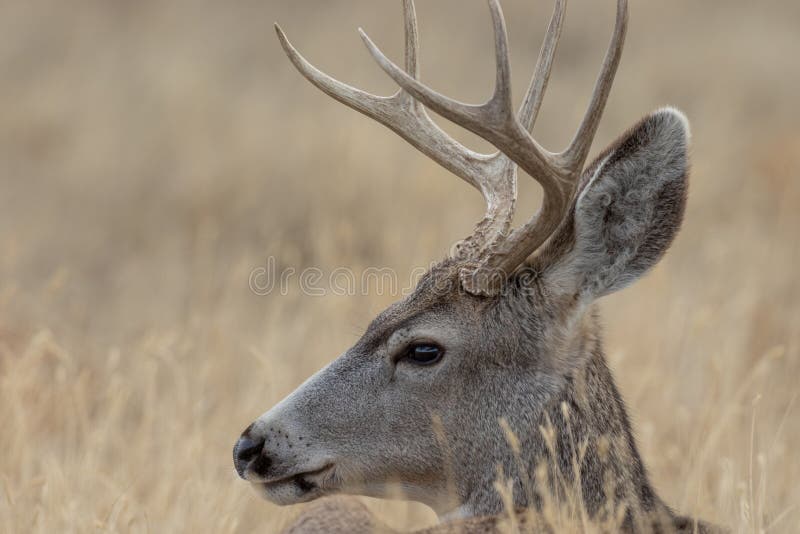 Mule Deer Buck Portrait in Fall Stock Image - Image of ungulate, buck ...