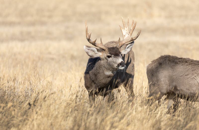 Mule Deer Buck in the Fall Rut Stock Image - Image of field, deer ...