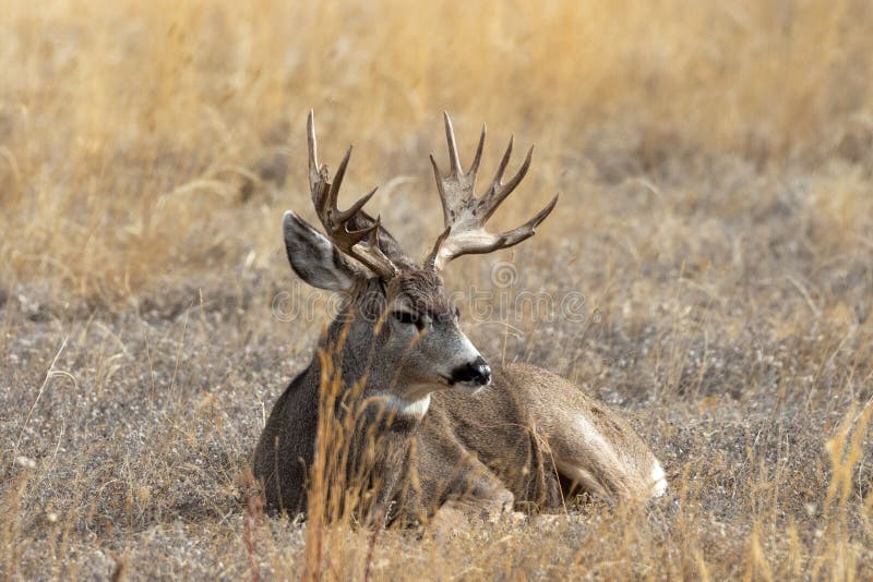 Mule Deer Buck Bedded In Fall Stock Photo - Image of autumn, rutting ...