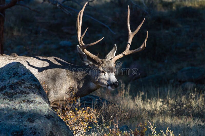 Mule Deer Buck stock image. Image of mountain, mule, wildlife - 80814163