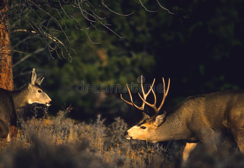 Mule Deer Buck and Doe stock image. Image of antlers - 10171159