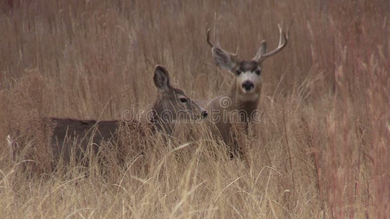 Doe Rut Stock Footage & Videos - 676 Stock Videos
