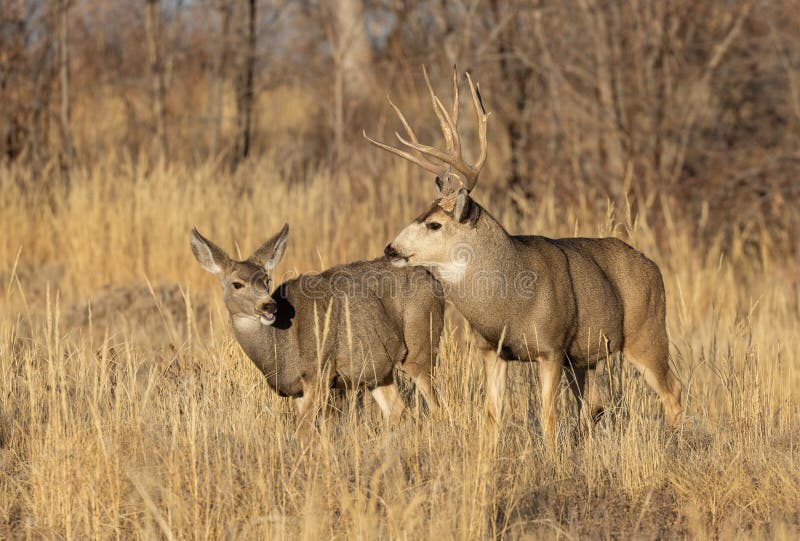 Mule Deer Buck and Doe Rutting in Autumn in Colorado Stock Image ...