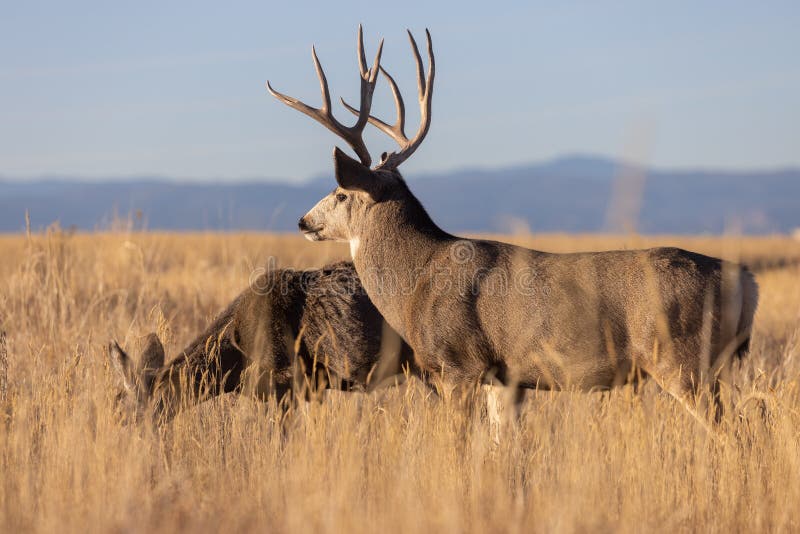 Mule Deer Buck and Doe Rutting in Autumn Stock Image - Image of deer ...