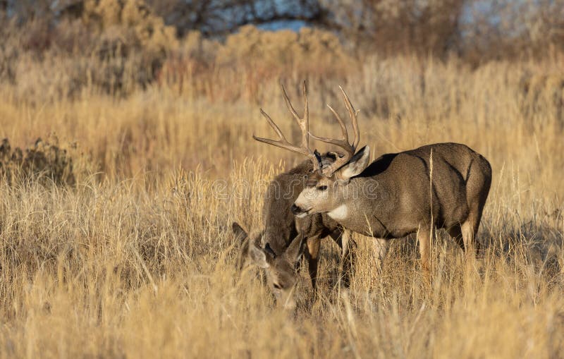 Mule Deer Buck and Doe Rutting in Fall Stock Image - Image of deer ...