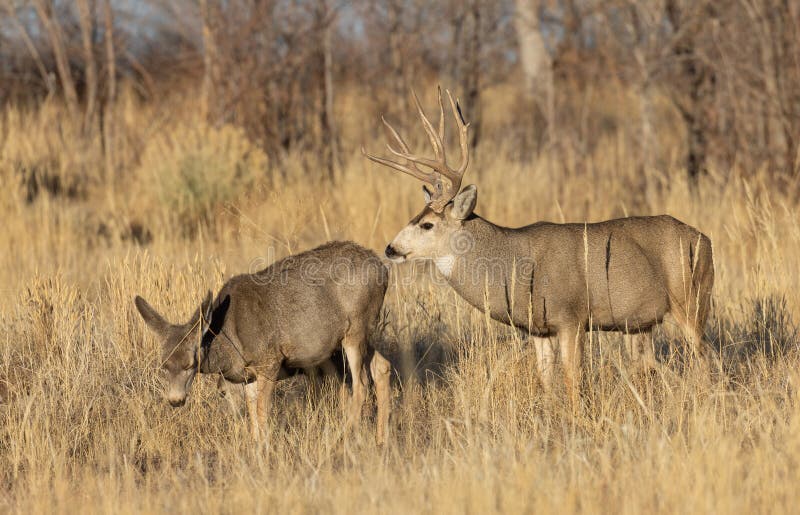 Mule Deer Buck and Doe Rutting in Fall in Colorado Stock Photo - Image ...