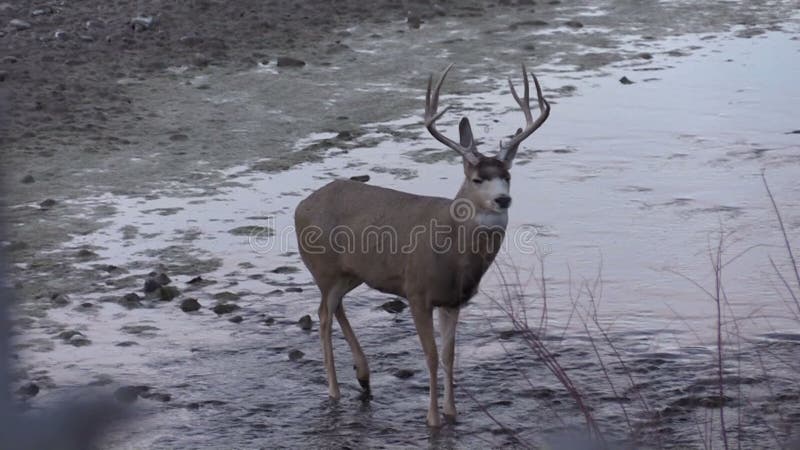 Mule Deer Buck Drinking stock video. Video of animal - 35939647