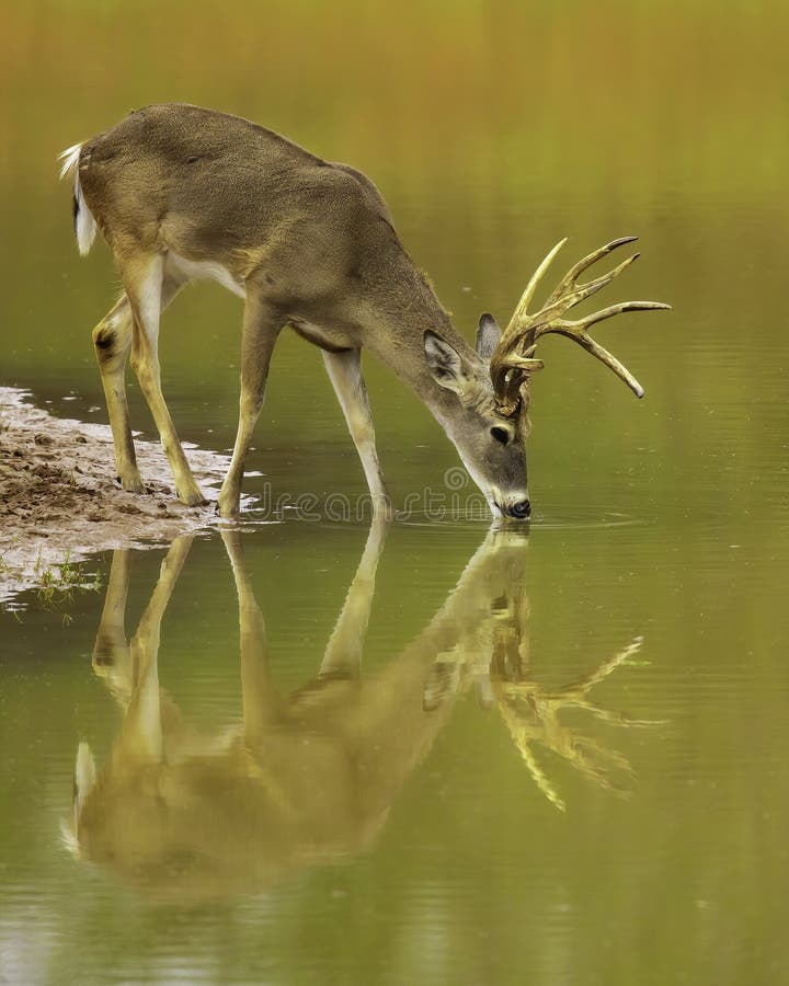 Mule Deer Buck Drinks at Pond with His Image Reflected on Water Surface ...