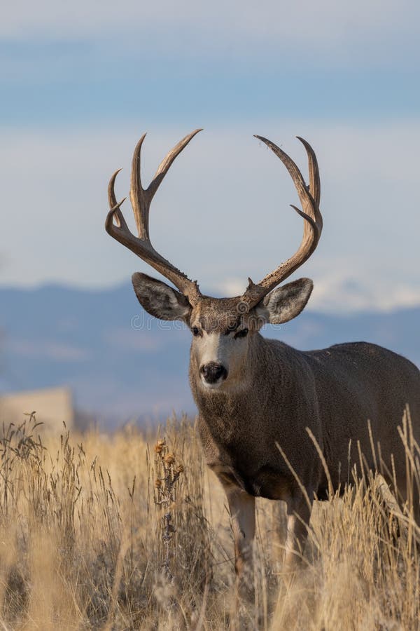 Mule Deer Buck in Fall stock photo. Image of nature - 171569402
