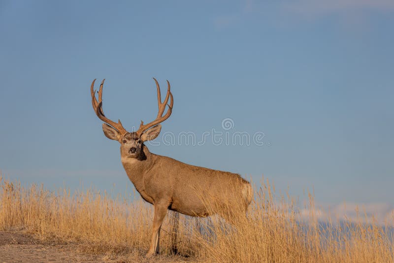 Mule Deer Buck in Fall stock image. Image of buck, outdoors - 179863731