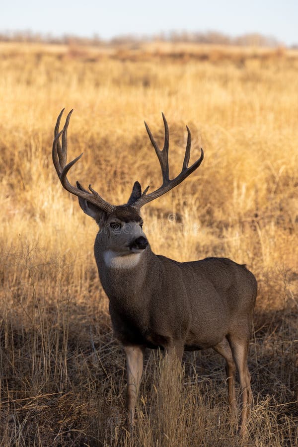 Mule Deer Buck in Fall in Colorado Stock Image - Image of rutting, fall ...