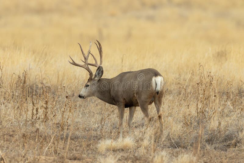 Mule Deer Buck in Fall stock image. Image of mammal - 165659921