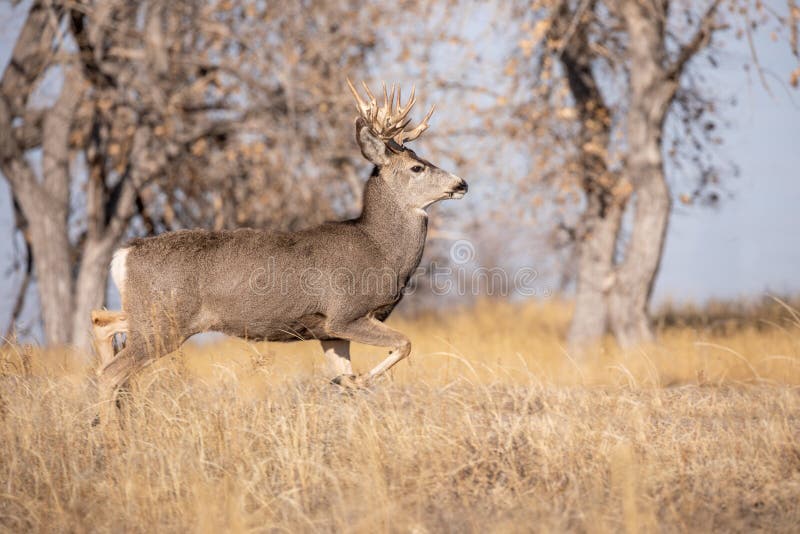 Mule Deer Bucks Running stock photo. Image of buck, mountains - 10000902