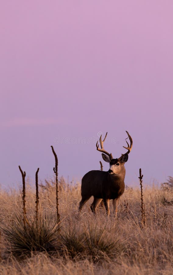 Mule Deer Buck in Fall at Sunrise Stock Image - Image of nature, mammal ...