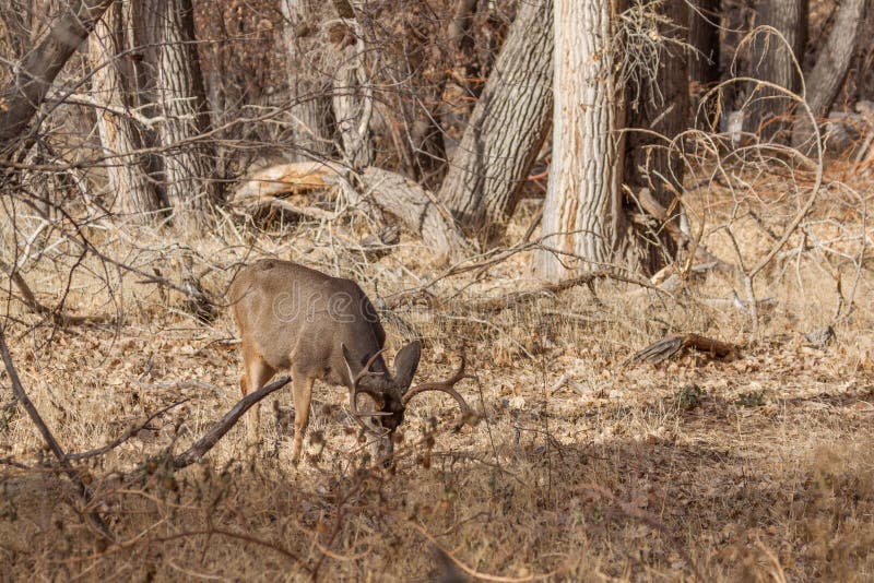 Mule Deer Buck Feeding stock photo. Image of animal - 106701274