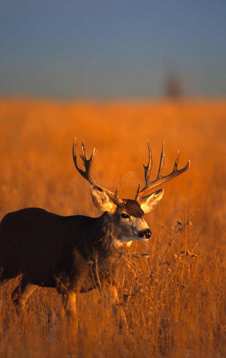 106,808 Weed Field Stock Photos - Free & Royalty-Free Stock Photos from ...