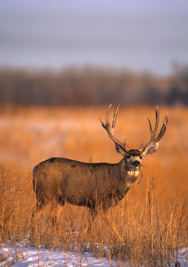 106,808 Weed Field Stock Photos - Free & Royalty-Free Stock Photos from ...