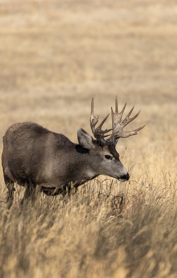 Mule Deer Buck in Field stock image. Image of wild, deer - 164653197