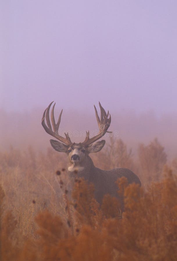 Mule Deer Buck in Fog stock photo. Image of mule, buck - 10000838