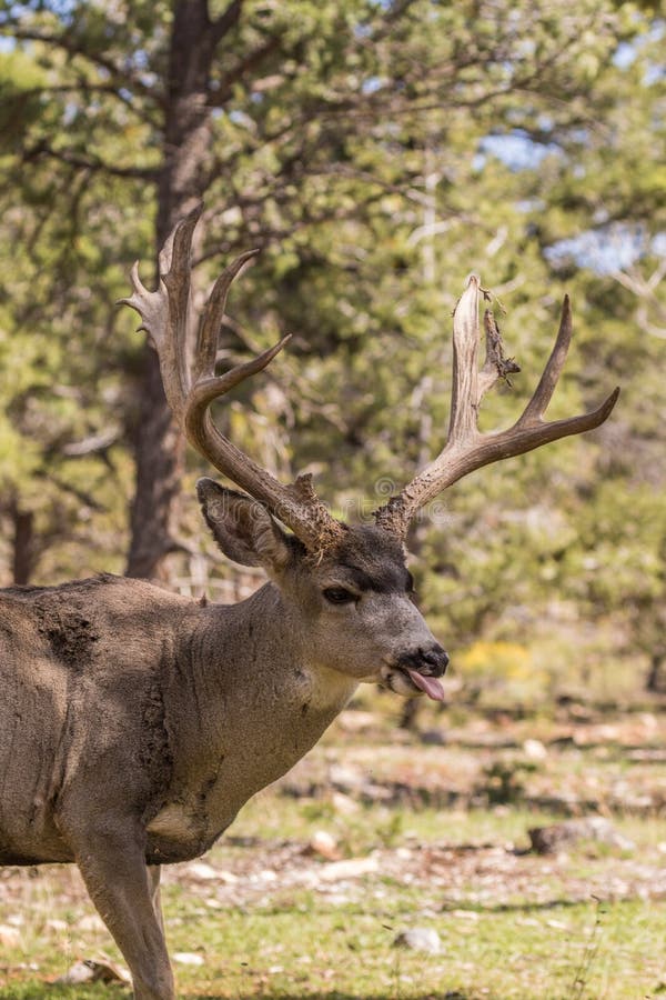 241 Arizona Mule Deer Stock Photos - Free & Royalty-Free Stock Photos ...