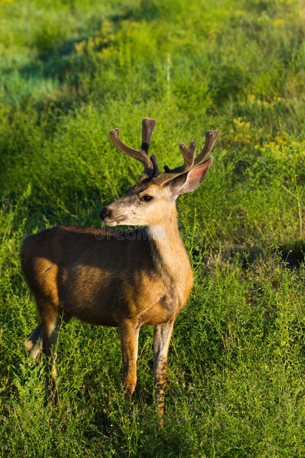 Mule Deer Buck in Grasslands Stock Photo - Image of national, habitat ...