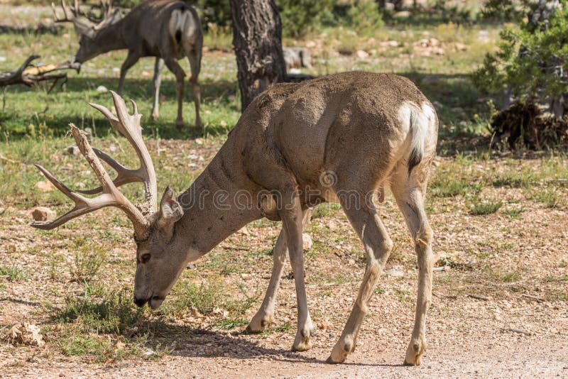 Mule Deer Buck Grazing stock photo. Image of mule, animal - 87281586