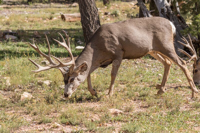 Mule Deer Buck Grazing stock image. Image of buck, mammal - 87282143