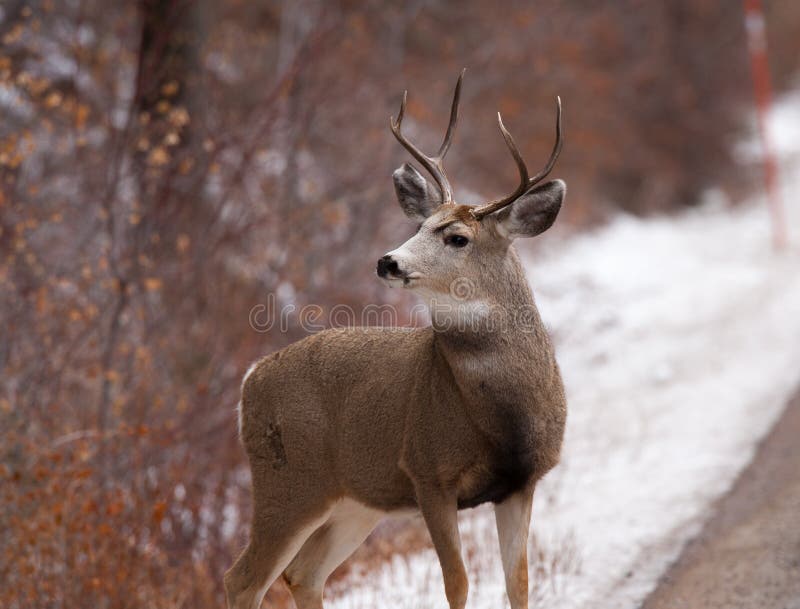 Mule Deer Buck Looking To Left Stock Photo - Image of grazing, left ...