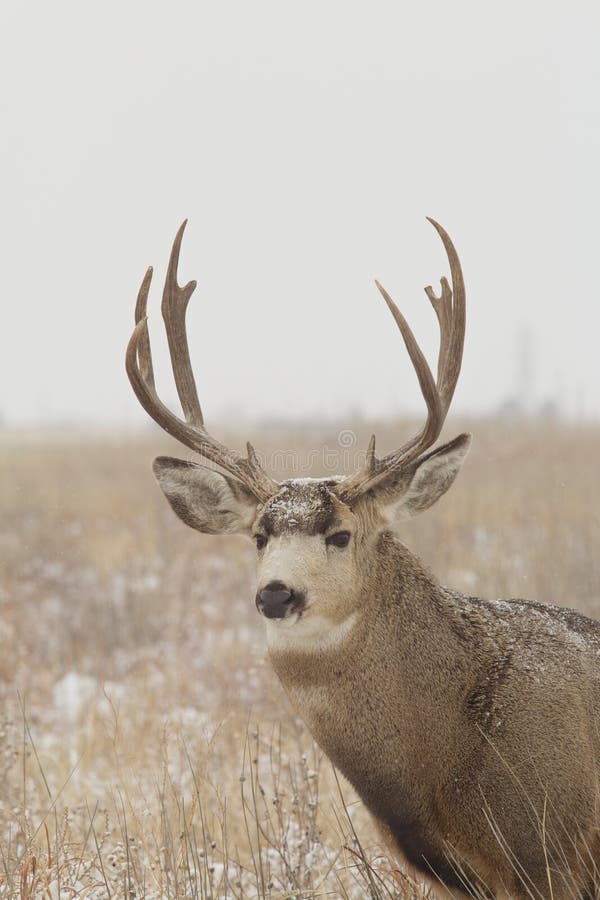 Mule Deer Buck Portrait stock photo. Image of nature - 36773420