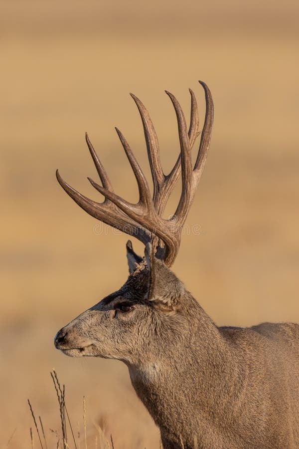 Mule Deer Buck Portrait in Fall Stock Image - Image of portrait ...