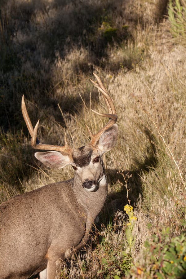 Mule Deer Buck Portrait stock image. Image of wild, ungulate - 46021919