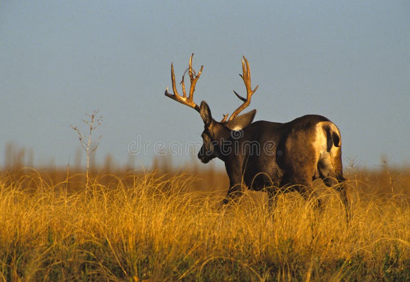 Mule Deer Buck on the Prairie Stock Image - Image of game, mountains ...