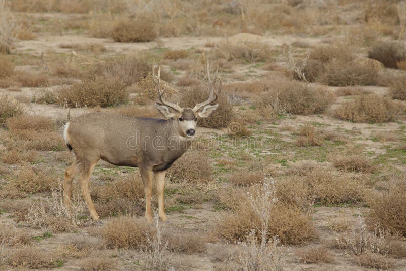 Mule Deer Buck on the Prairie Stock Photo - Image of muledeer, ungulate ...