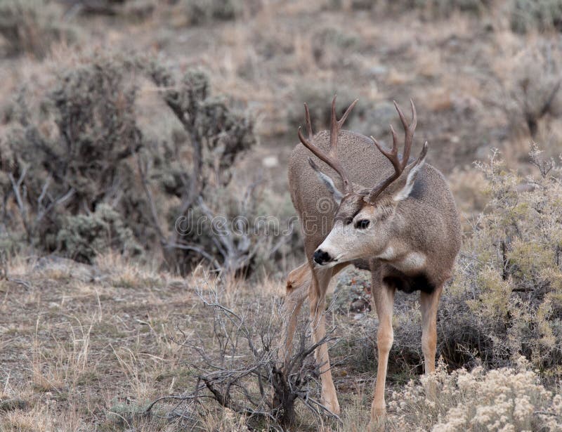 Mule deer buck stock photo. Image of hooved, grazing - 47375696
