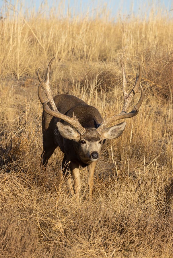 Mule Deer Buck Rutting in Colorado Stock Photo - Image of nature ...