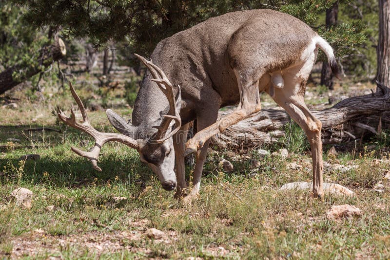 Mule Deer Buck Scratching stock image. Image of animal - 78434303