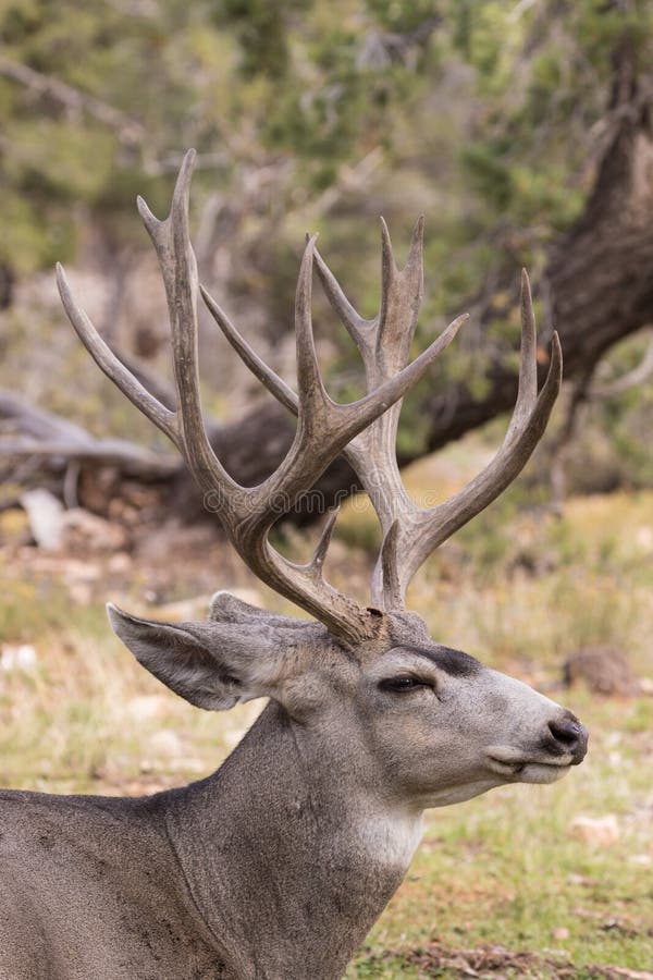 Arizona Mule Deer Stock Photos - Download 145 Royalty Free Photos