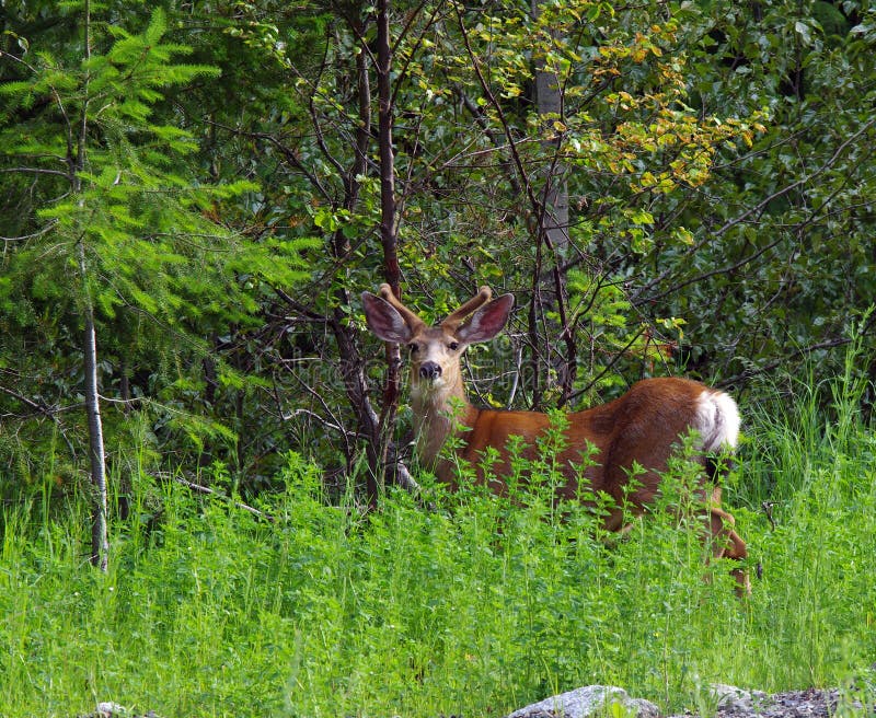 Mule Deer Buck stock photo. Image of mule, animal, columbia - 31769834