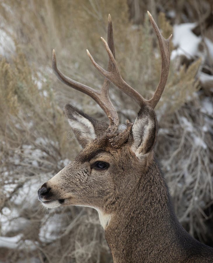 Mule Deer buck in the snow stock photo. Image of deer - 278545406