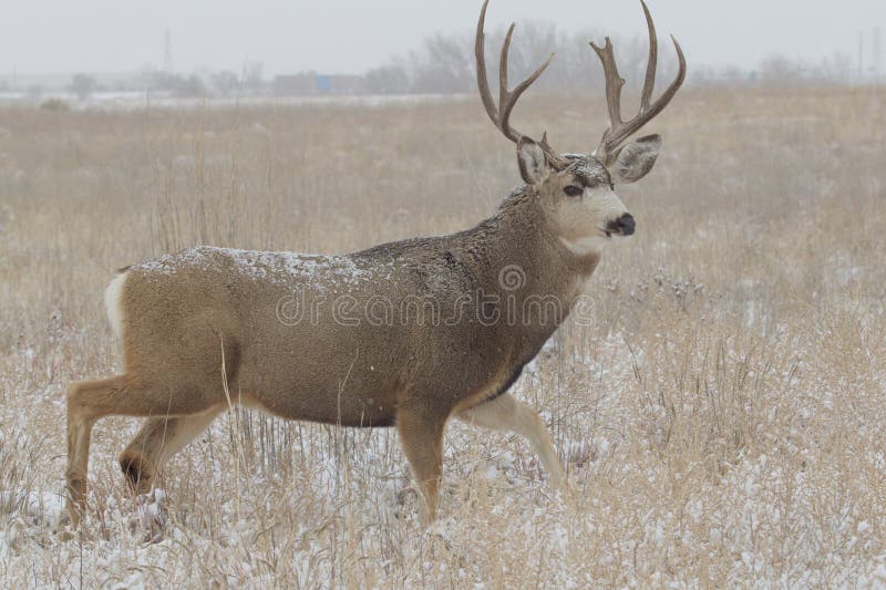 Mule Deer Buck Standing Broadside Stock Photo - Image of muledeer, snow ...