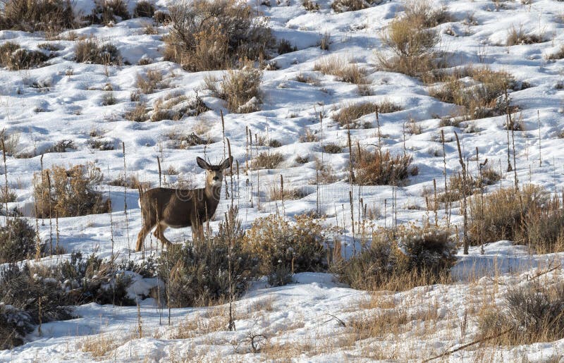 Mule Deer Buck in Winter in Wyoming Stock Photo - Image of animal ...