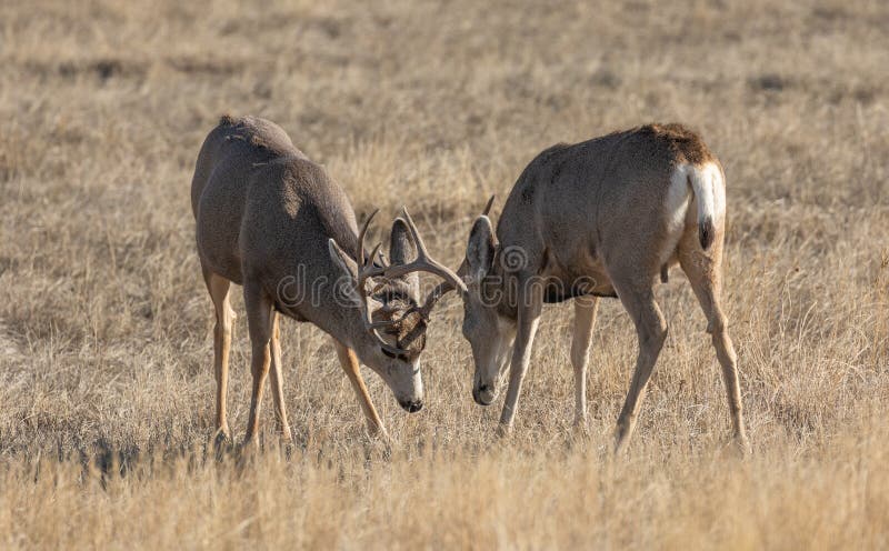 Fighting bucks stock image. Image of grazing, game, wildlife - 8552905