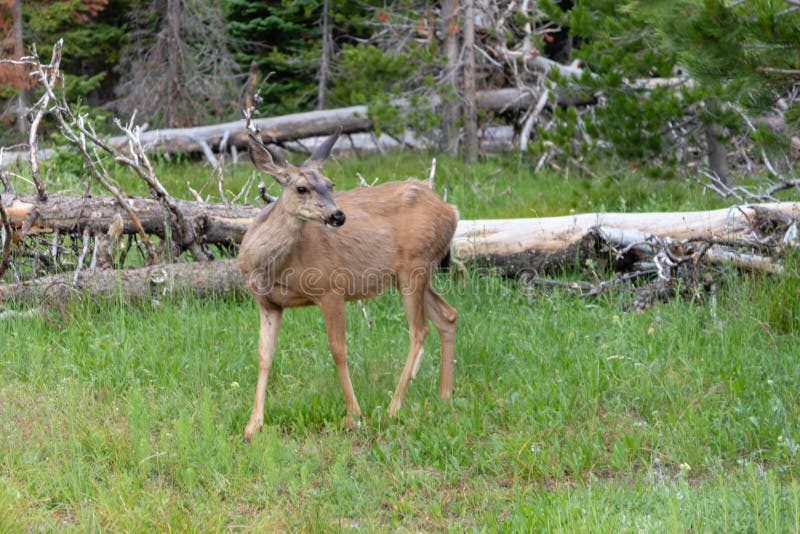 Mule Deer in Clearing stock photo. Image of mammal, park - 122899752