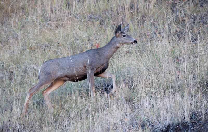 Mule Deer Climbing Up a Hill Stock Image - Image of animal, horizontal ...