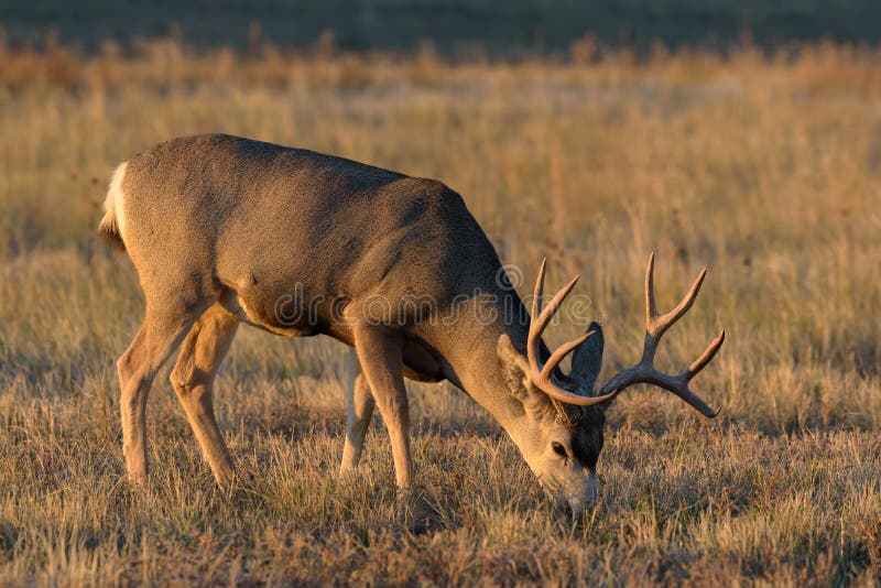 Mule Deer on the Colorado Prairie Stock Photo - Image of mountains ...