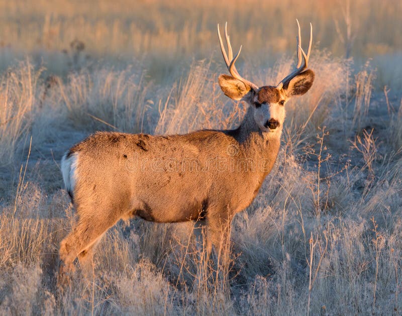 Mule Deer in Colorado stock photo. Image of colorful - 90806306