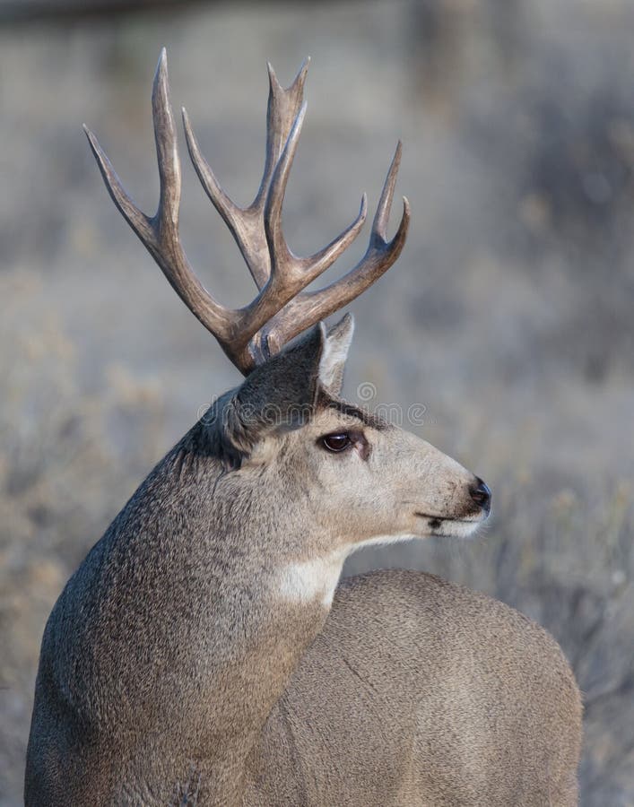 Mule Deer in Colorado stock photo. Image of deer, cold - 90806312