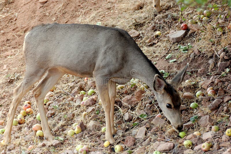 Mule Deer, doe stock photo. Image of ground, mule, eating - 12339292